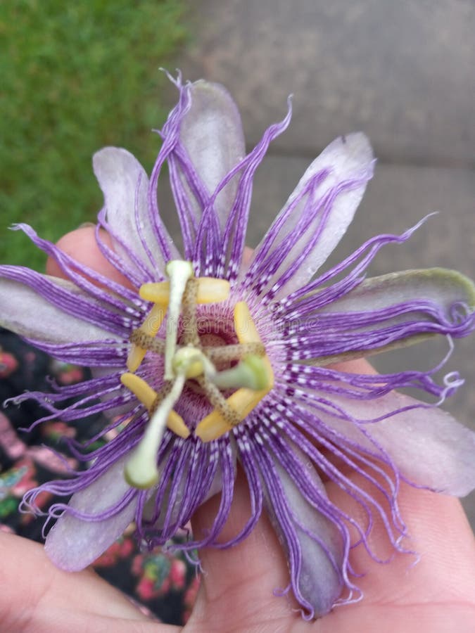 Just a random flower stock photo. Image of random, plant - 230678680