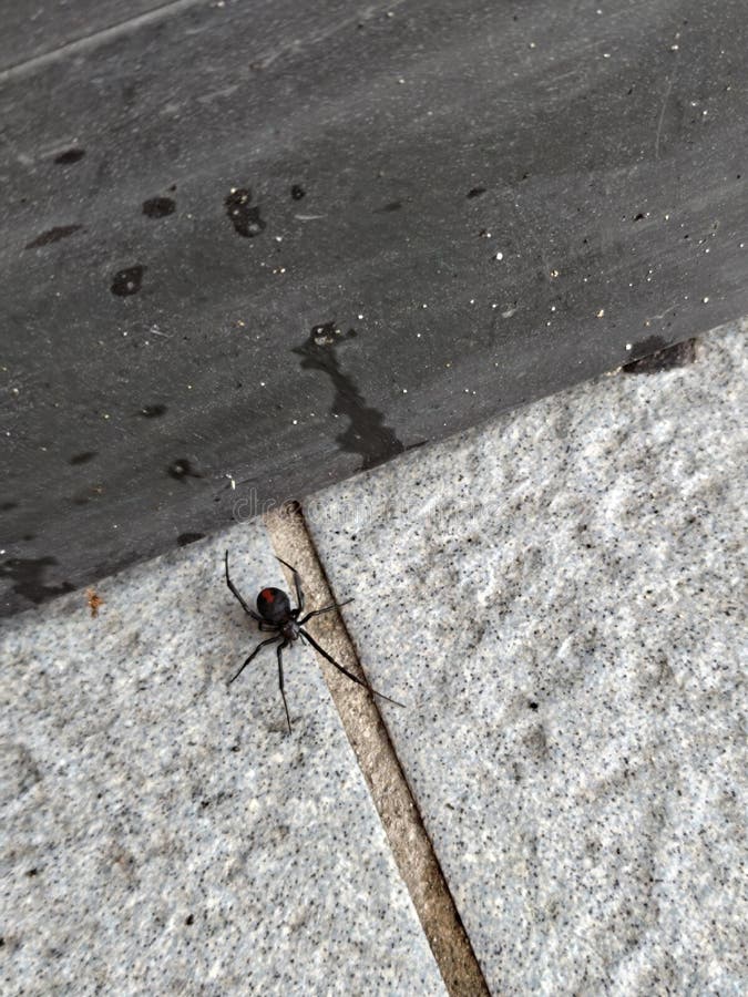 Just a redback spider stock photo. Image of spider, animal - 275796976