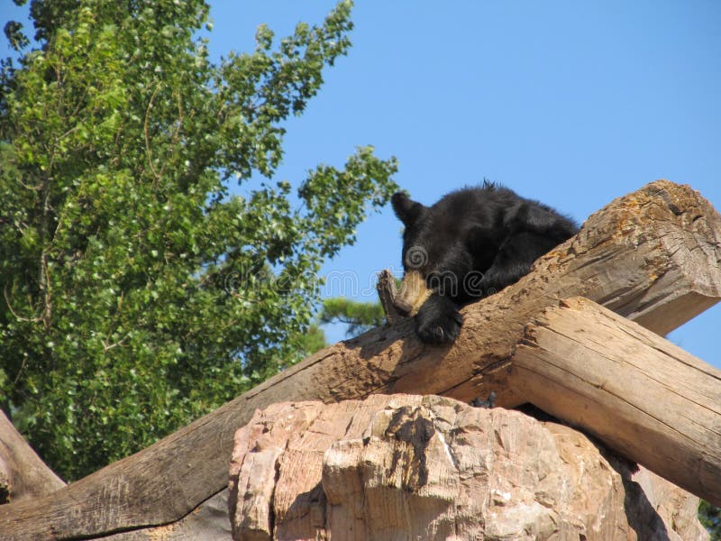 Just relaxing stock image. Image of bear, relaxing - 257770113