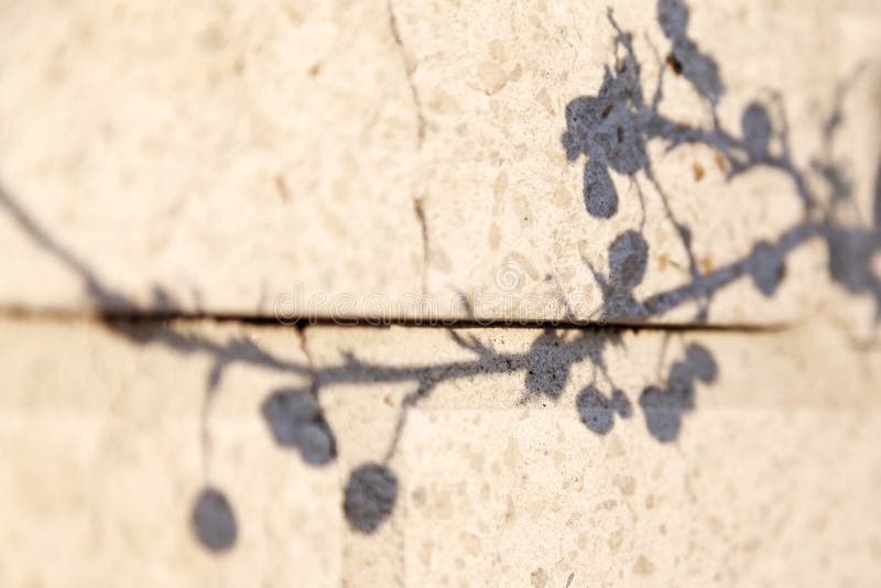 Just the Shadow of Black Berries on a Concrete Wall Stock Image - Image ...