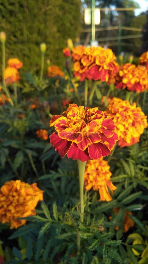 Marie Gold Flower stock image. Image of petal, yellow - 223605931