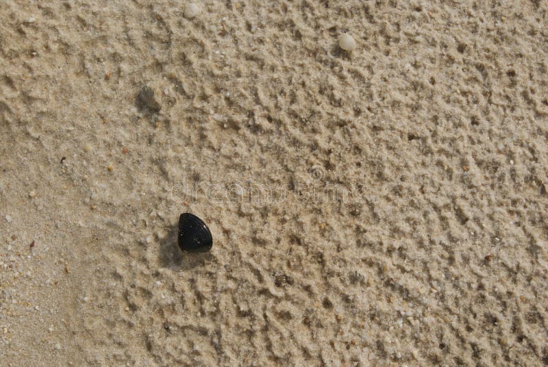 Blacjkshell Stock Photos - Free & Royalty-Free Stock Photos from Dreamstime