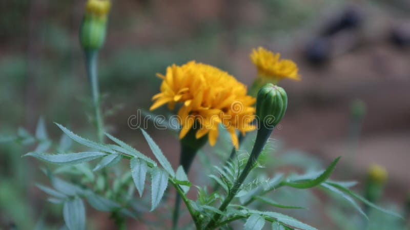 Just Simple Flower Look that Its Nice Aa Stock Photo - Image of nice ...