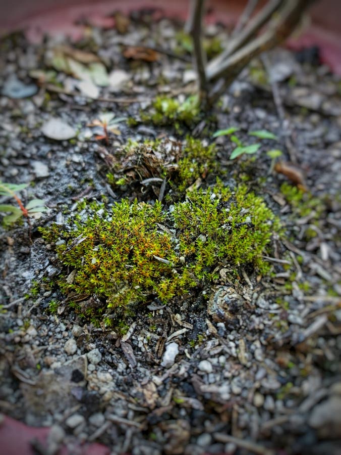 Just a Small Patch of Green Moss Stock Photo - Image of wildflower ...
