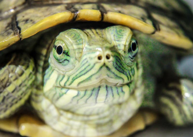 957 Turtle Smile Photos - Free & Royalty-Free Stock Photos from Dreamstime