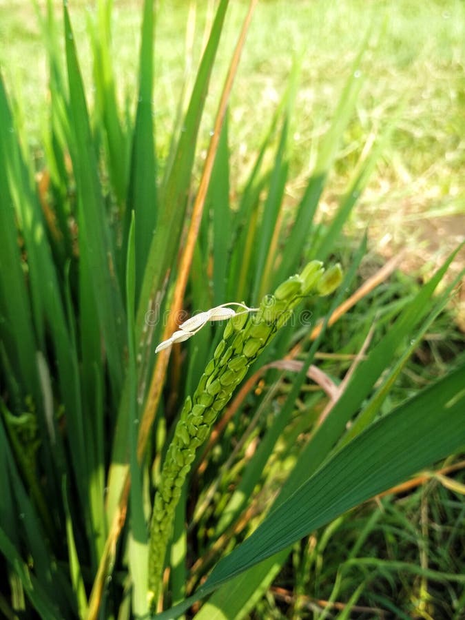 Just a stalk of rice stock photo. Image of details, food - 92349220