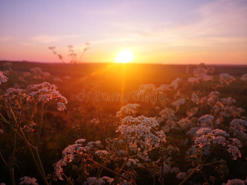 Just before sunset stock photo. Image of tree, sunrise - 202891680