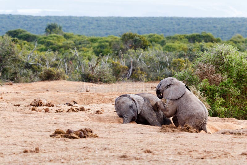Just Taking a Nap - African Bush Elephant Stock Photo - Image of park ...