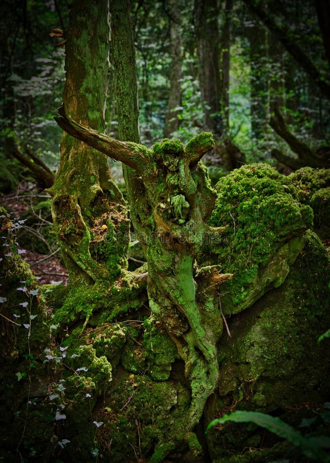 Just a tree stock image. Image of nice, tree, forest - 125770647