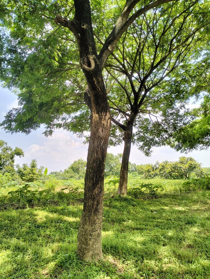 Just Tree and Other Lives Around Him Stock Photo - Image of tree, lives ...