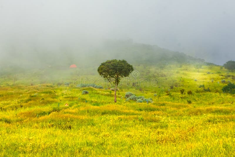 Just a Tree on a Stretch of Grass Stock Image - Image of mount, post ...