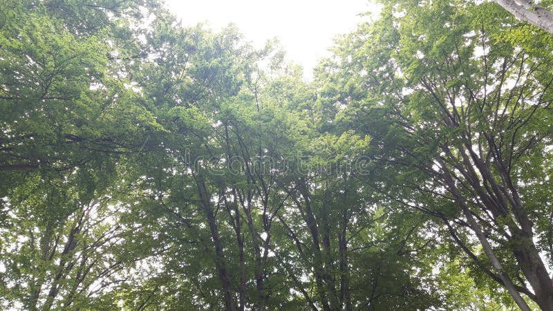 Just the trees stock photo. Image of nature, escape - 149389752