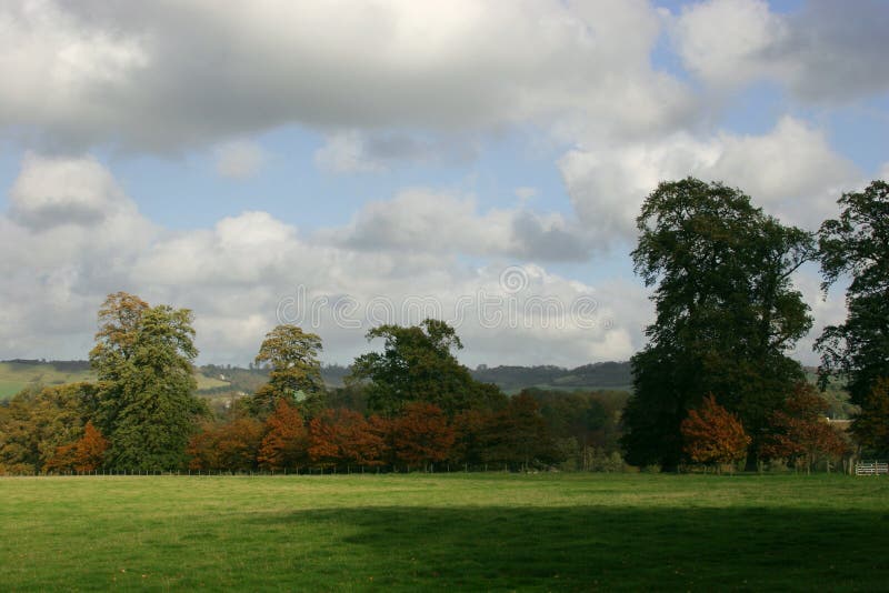 Just Trees, sky and grass stock photo. Image of trre, shadows - 53166