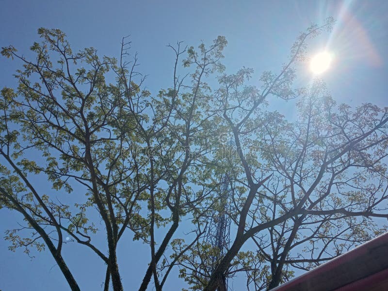 Just trees and twigs stock photo. Image of leaf, autumn - 223524110