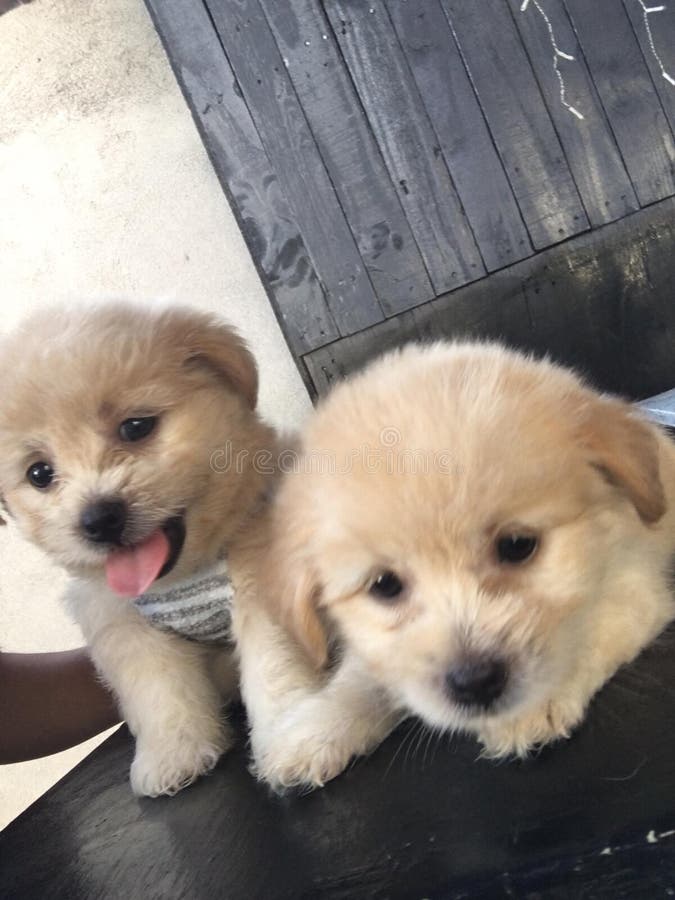 Just Two Cute Little Doggies Stock Photo - Image of little, doggies ...