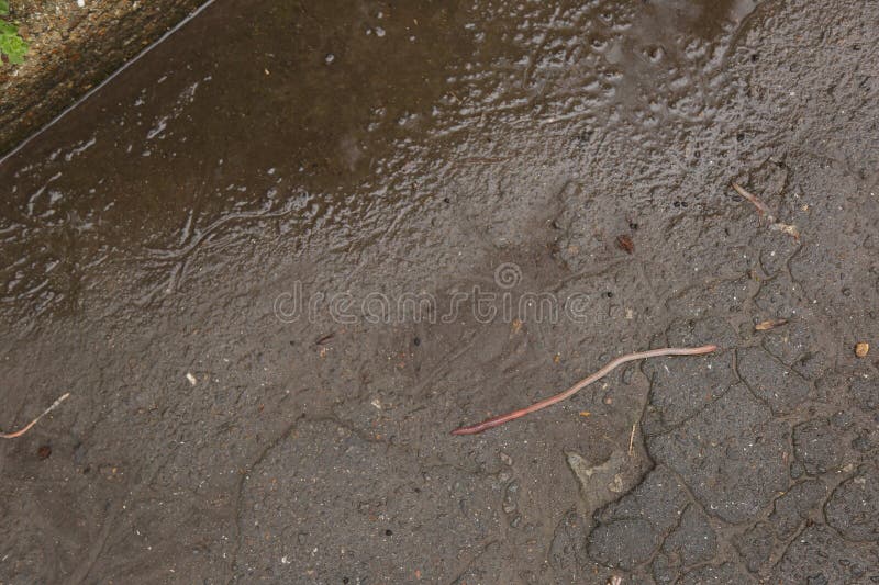 Just a Very Long Worm on a Dirty Asphalt Stock Image - Image of color ...