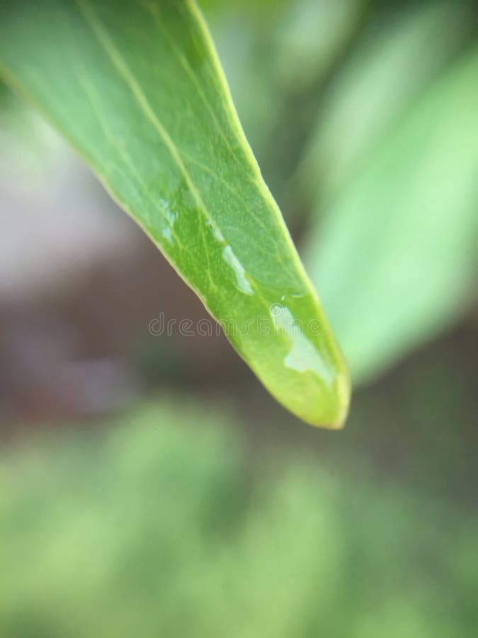 Just a Wonderful Image of Water Drop Stock Photo - Image of yellow ...