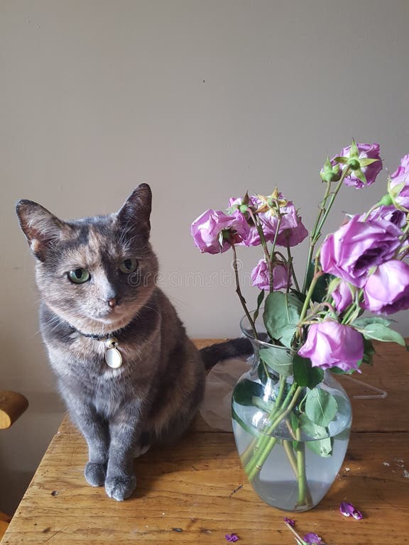 Justice the cat stock photo. Image of justice, flowers - 178634020