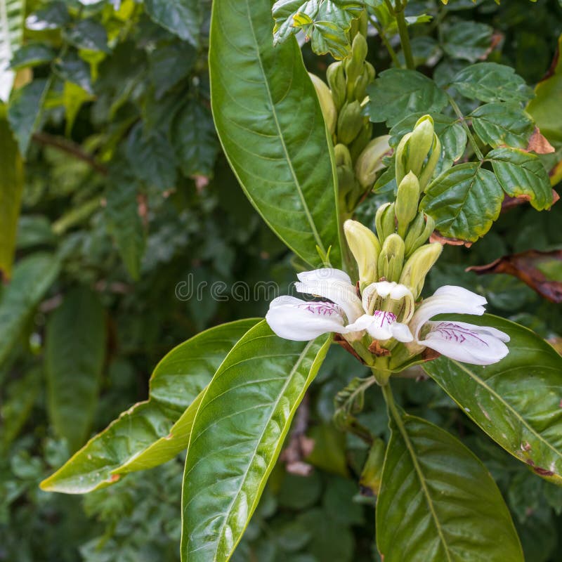 104 Justicia Adhatoda Stock Photos - Free & Royalty-Free Stock Photos ...