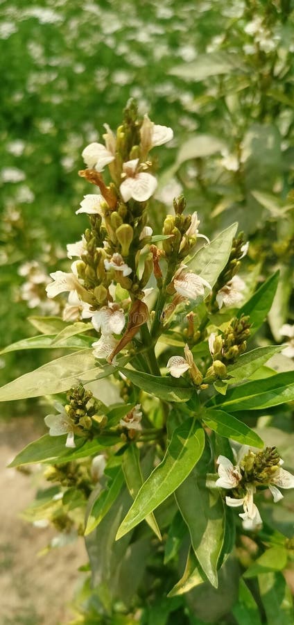Justicia gendarussa imagen de archivo. Imagen de flor - 256829523