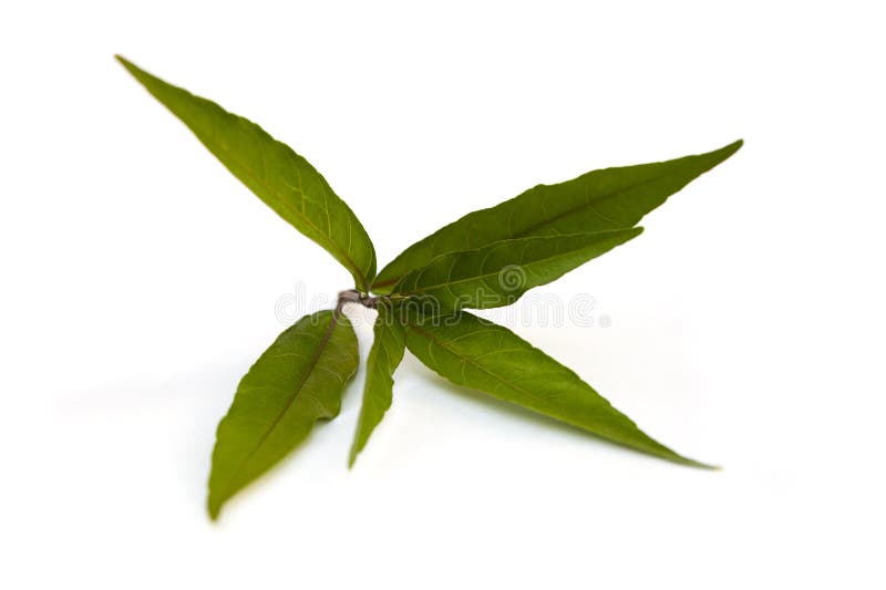 Justicia Gendarussa Linn. Plant and Herb Has Medicinal Properties Stock ...