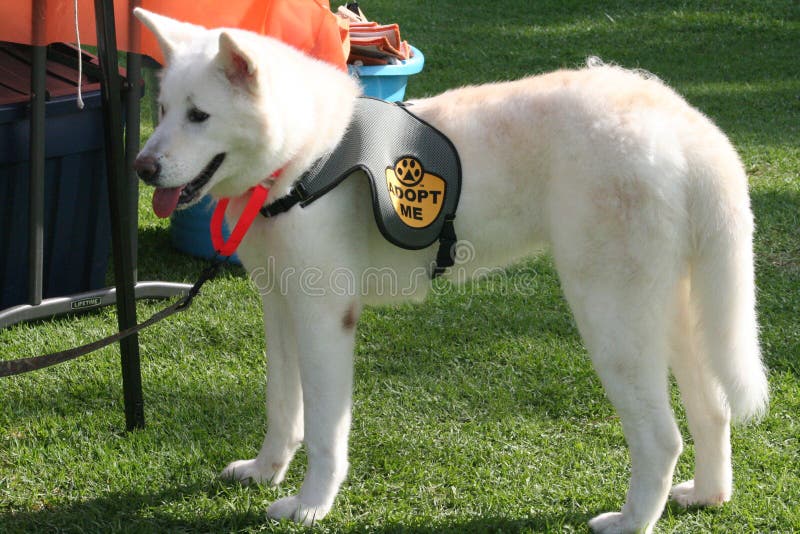 Justin Rudd Haute Dog Contest Imagen de archivo editorial - Imagen de ...