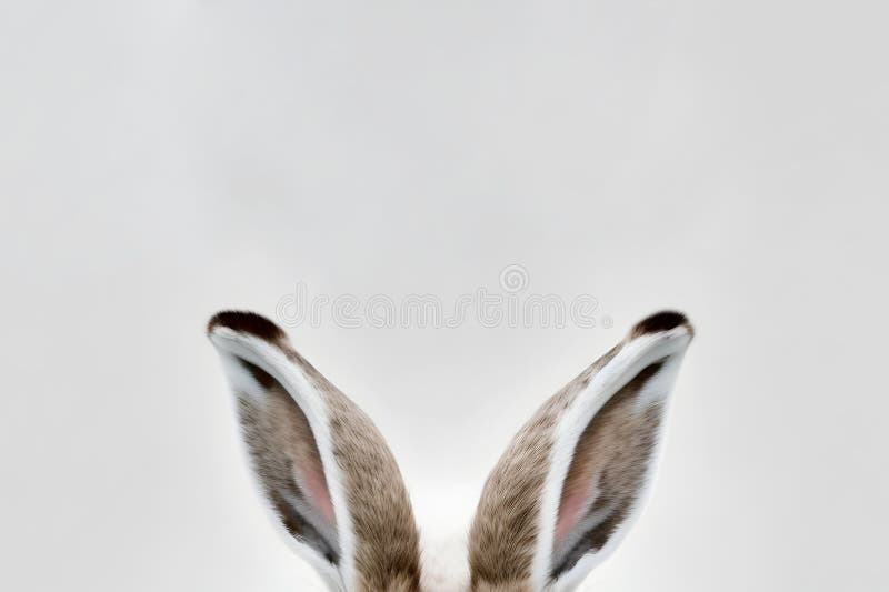 Easter Bunny Ears, Funny Rabbit, Hare on White Background, Card, Copy ...