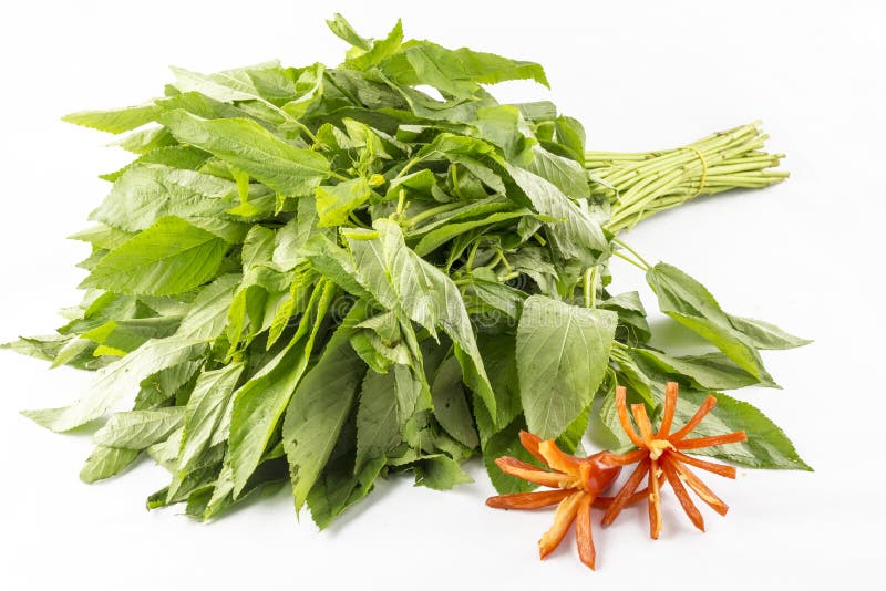 Folhas Frescas De Juta. Produção De Juta No Bangladesh. Planta Natural ...