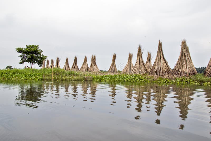 Jute Dry Process at Rural West Bengal India Stock Photo - Image of ...