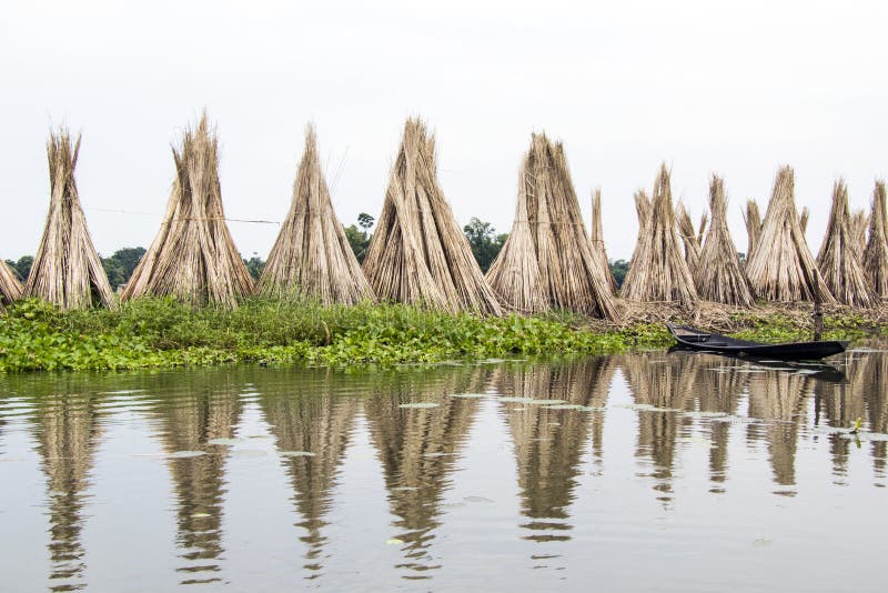 Jute Drying Process at Rural West Bengal Stock Photo - Image of prose ...