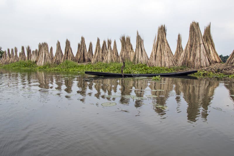 Jute Drying Process at Rural West Bengal Stock Image - Image of ...