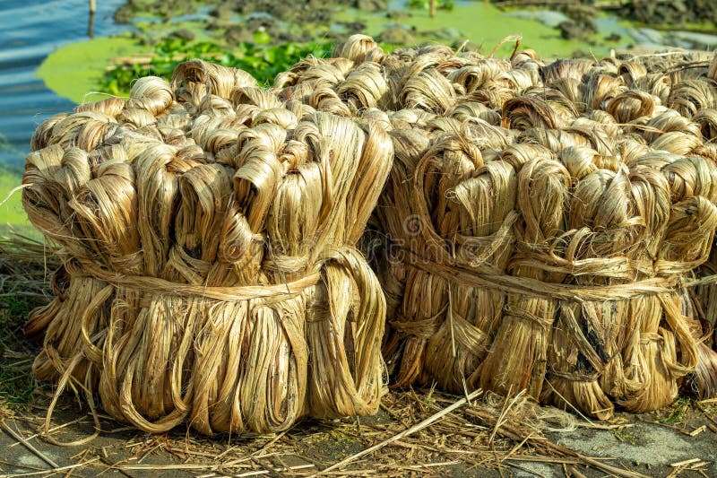 Jute is a Natural Vegetable Bast Fiber Which Golden Fiber Stock Image ...