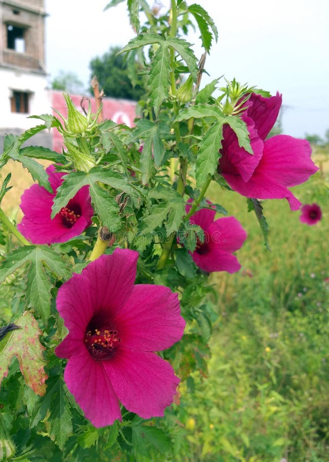 Jute tree flowers stock image. Image of garden, green - 193781897