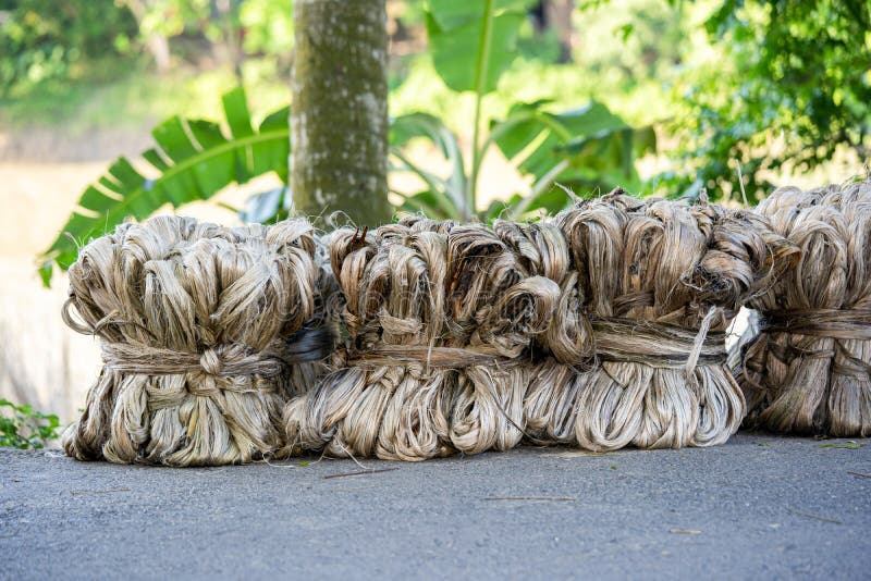 Jute Vegetable Fiber, Raw Jute Fiber Hanging Stock Photo - Image of ...