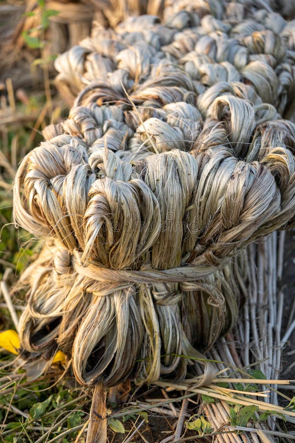 Jute Vegetable Fiber, Raw Jute Fiber Hanging Stock Image - Image of ...