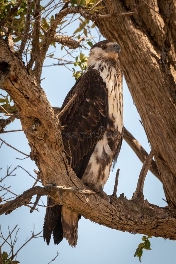 Juvenile African Fish Eagle Perches on Branch Stock Image - Image of ...