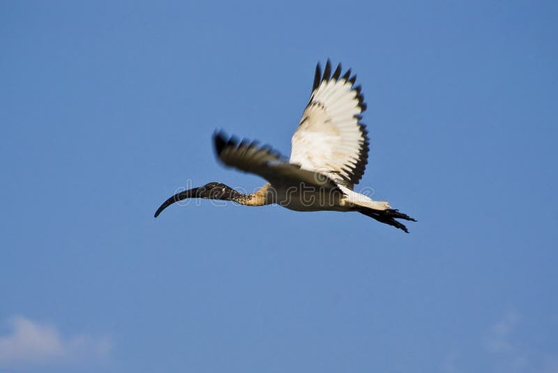 Hadida Ibis Stock Photos - Free & Royalty-Free Stock Photos from Dreamstime