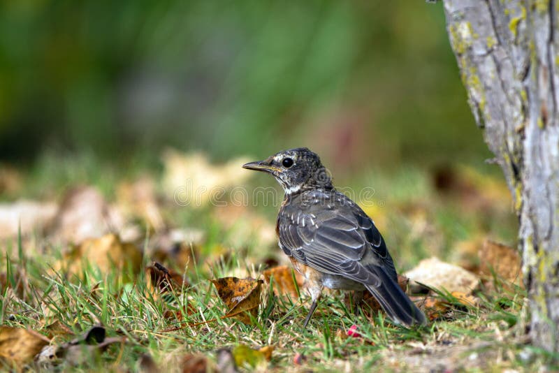 Robin in Autumn stock photo. Image of tree, london, branch - 81326234