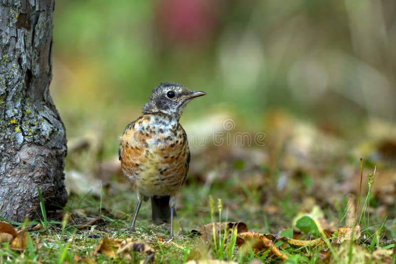 Robin in Autumn stock photo. Image of tree, london, branch - 81326234