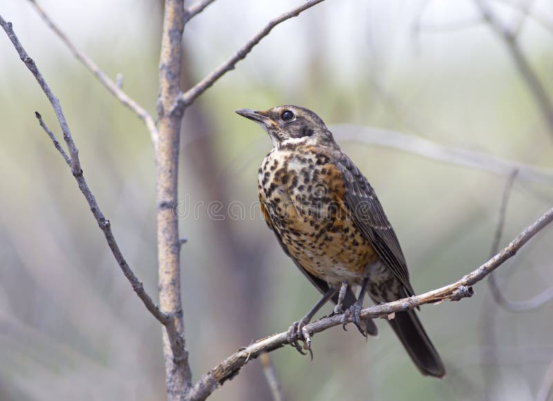 Juvenile American Robin stock image. Image of animal - 71592699