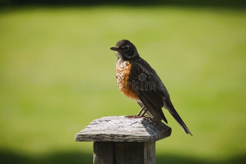 Young Robin Resting on a Post. Stock Image - Image of land, orange ...