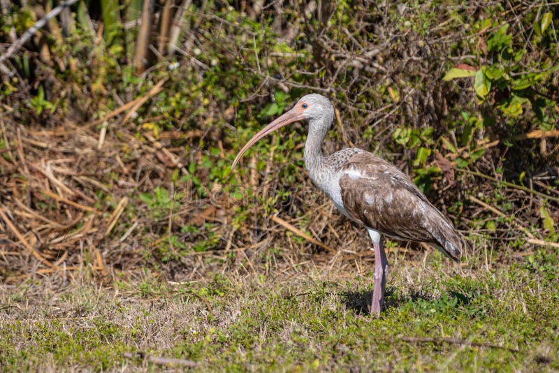 Juvenile American White Ibis Bird Stock Photo - Image of white, beak ...