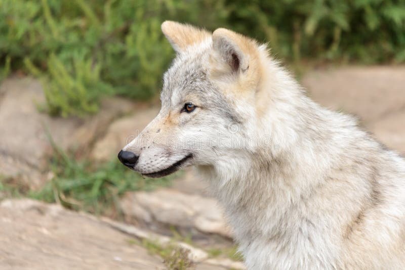 4,751 Wolf Sitting Photos - Free & Royalty-Free Stock Photos from ...