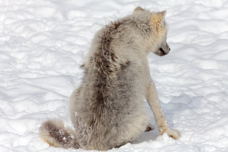 Juvenile arctic wolf stock image. Image of wildlife, nature - 80967901