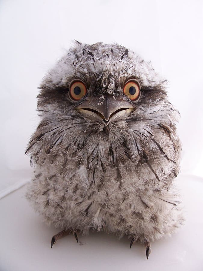 8+ Tawny frogmouth Free Stock Photos - StockFreeImages
