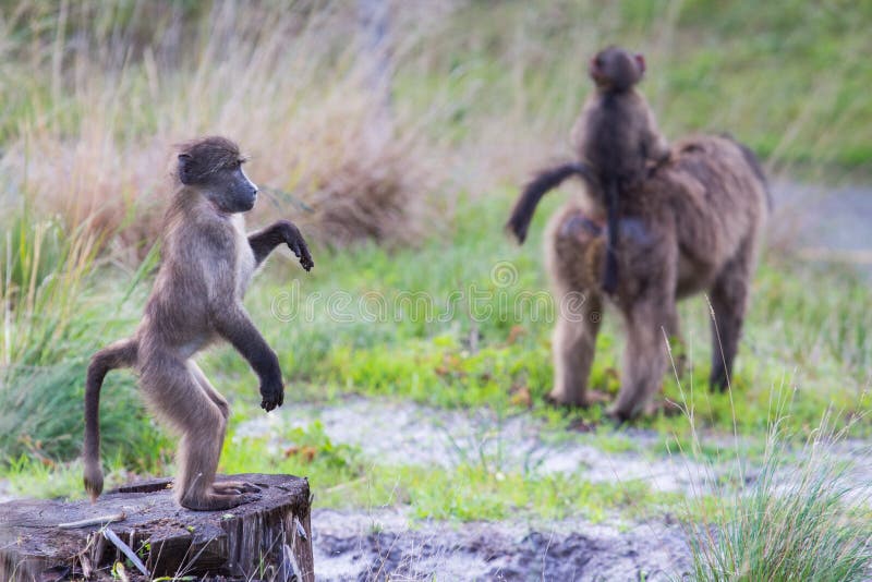 Juvenile Baboon Standing Upright Stock Photo - Image of fynbos ...