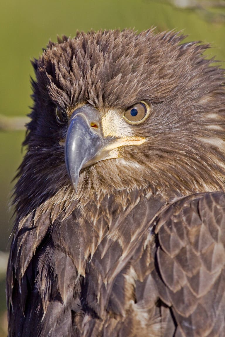 1,704 Juvenile Bald Eagle Stock Photos - Free & Royalty-Free Stock ...