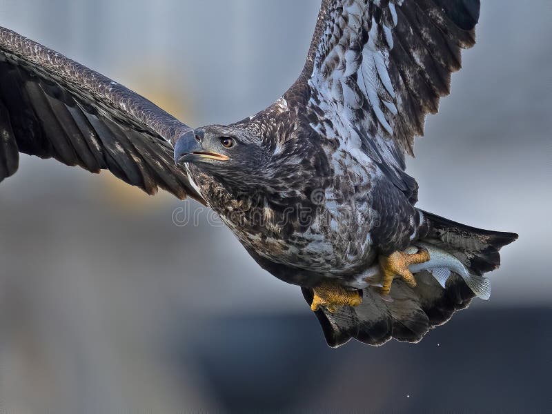 Juvenile Bald Eagle with Fish Stock Photo - Image of wings, white ...