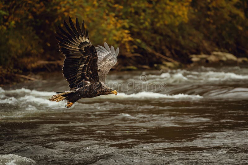 Juvenile Bald Eagle Flying Low Over River Water Stock Image - Image of ...