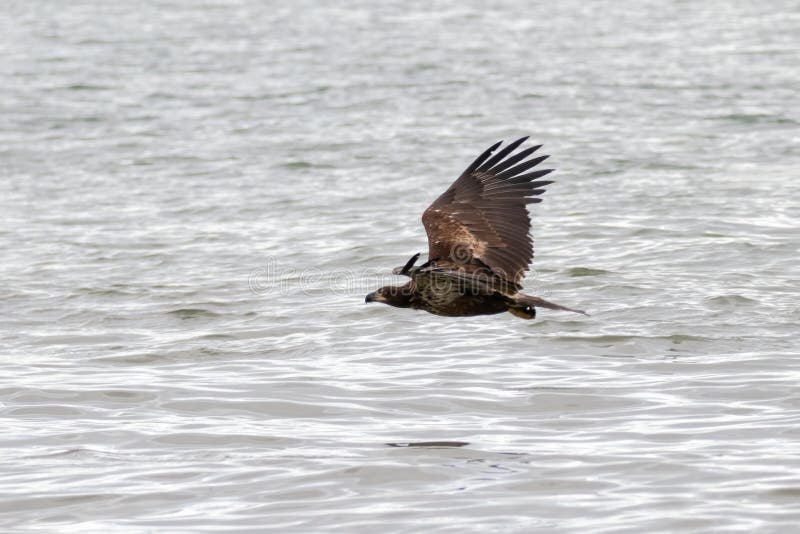 Juvenile Bald Eagle Flying Over the Ocean Stock Photo - Image of ...